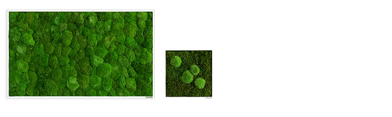 Moosbilder ohne Pflege als Blickfang | styleGREEN.ch